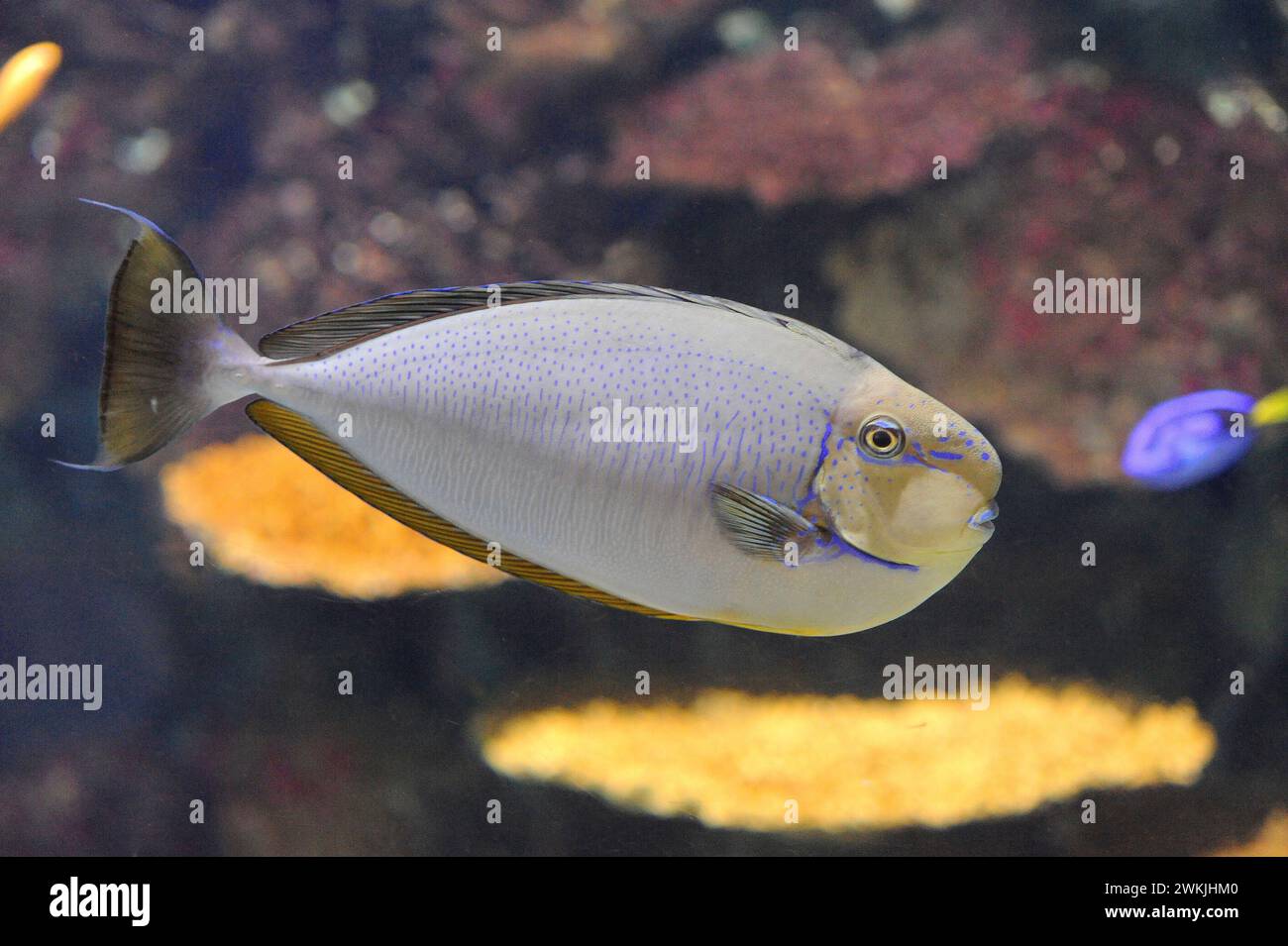Bignose unicornfish (Naso vlamingii) is a marine fish native to ...