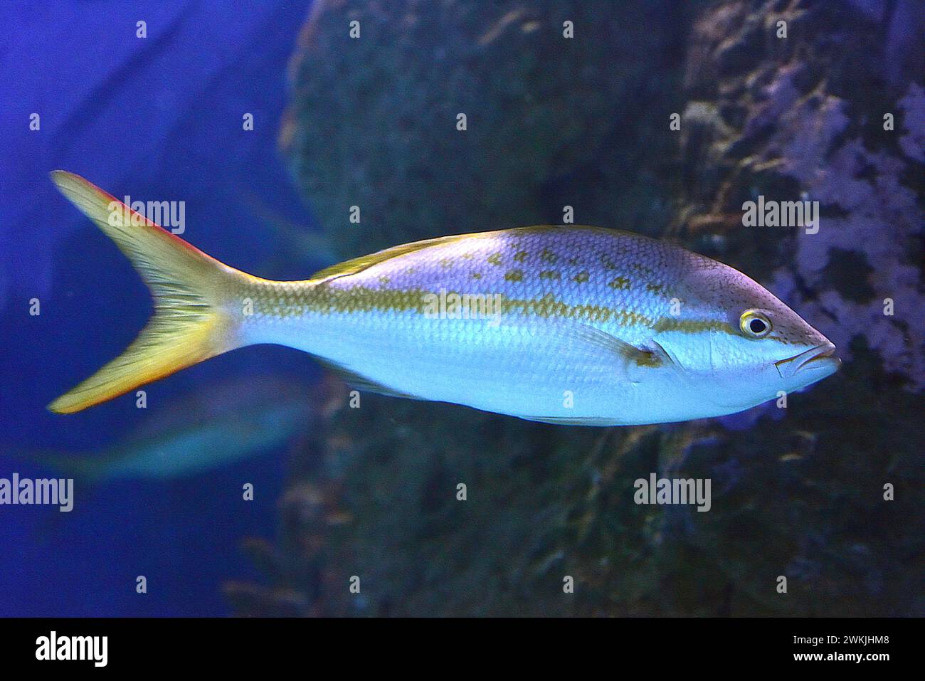 Yellowtail snapper (Ocyurus chrysurus) is a marine fish native to ...