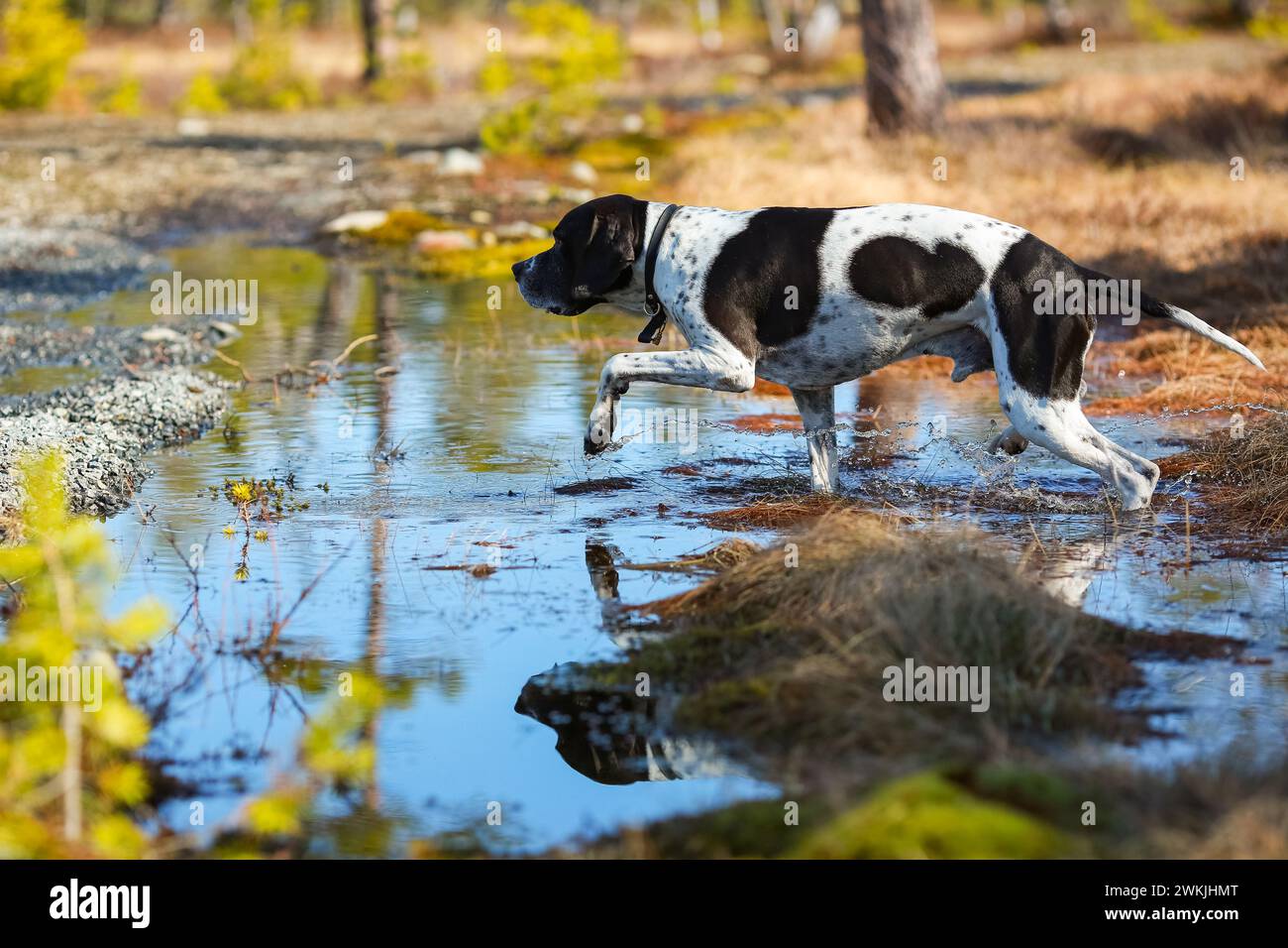 Dog english pointer hunting in the swamp in the autumn Stock Photo - Alamy