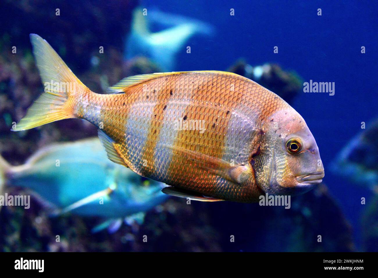 Western atlantic seabream hi-res stock photography and images - Alamy