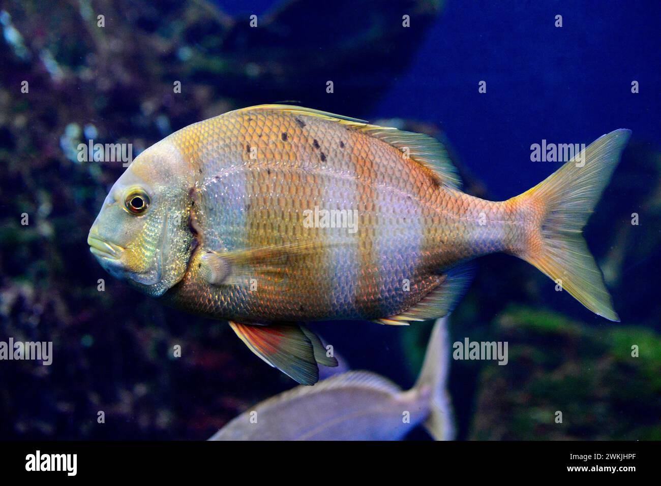 Redbanded seabream (Pagrus auriga) is a marine fish native to western ...