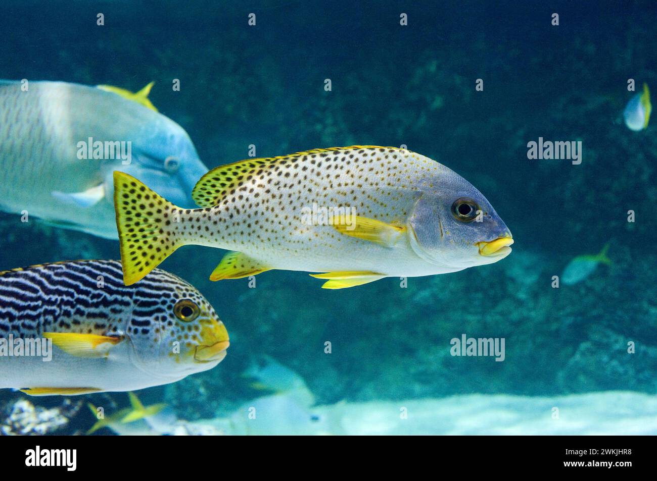 Blackspotted rubberlip (Plectorhinchus gaterinus) is a marine fish ...
