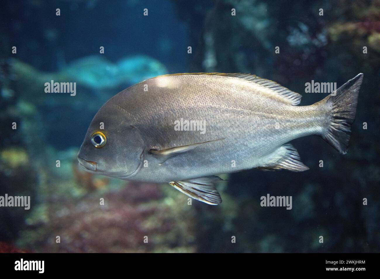 Rubberlip grunt hi-res stock photography and images - Alamy