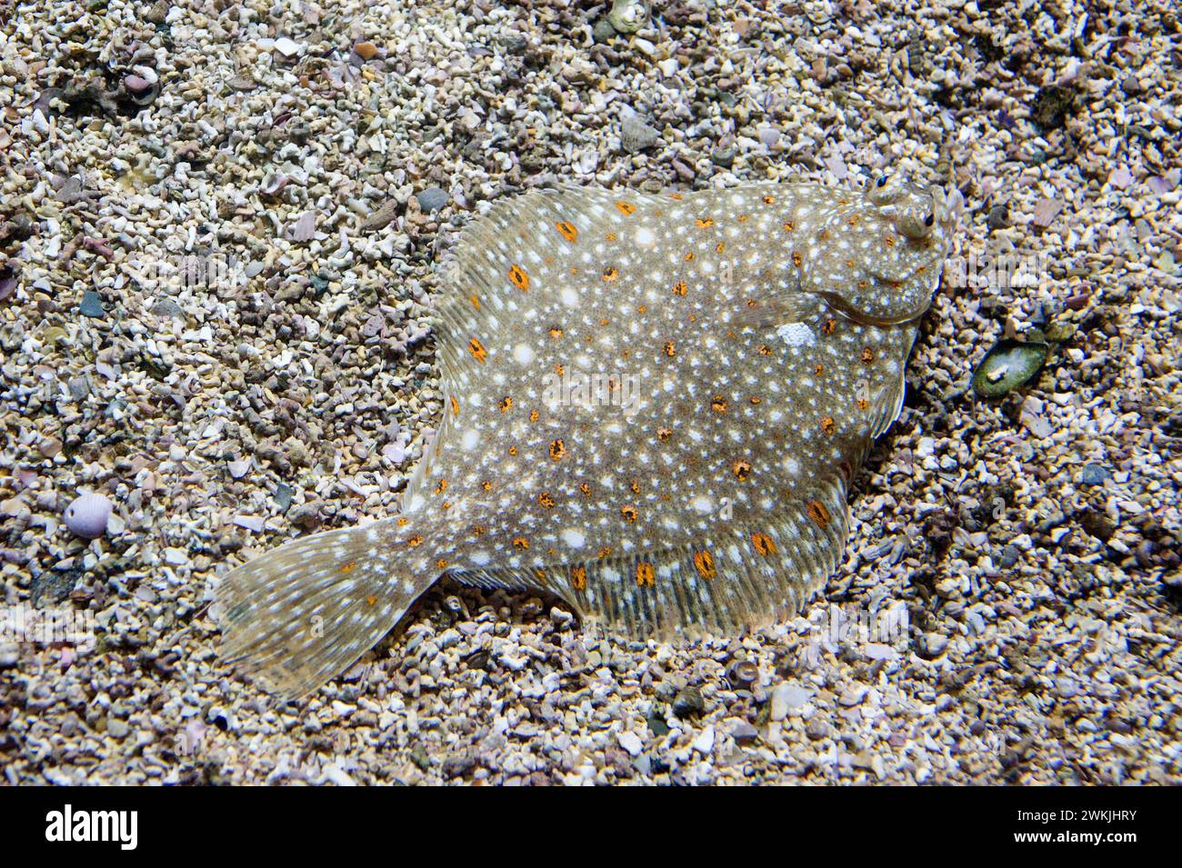 European plaice (Pleuronectes platessa) is a flat marine fish native to ...