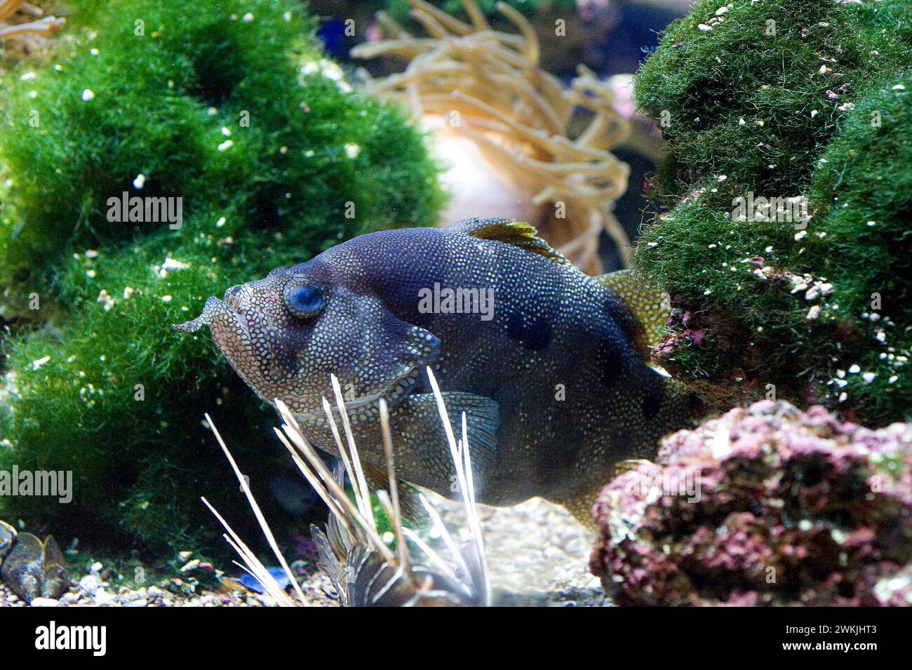 Spotted soapfish (Pogonoperca punctata) is a marine fosh native to Indo ...