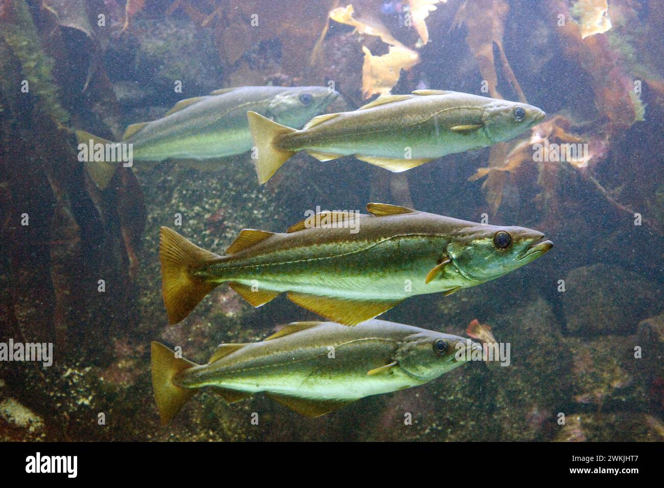 Atlantic pollock (Pollachius pollachius) is a marine fish native to ...
