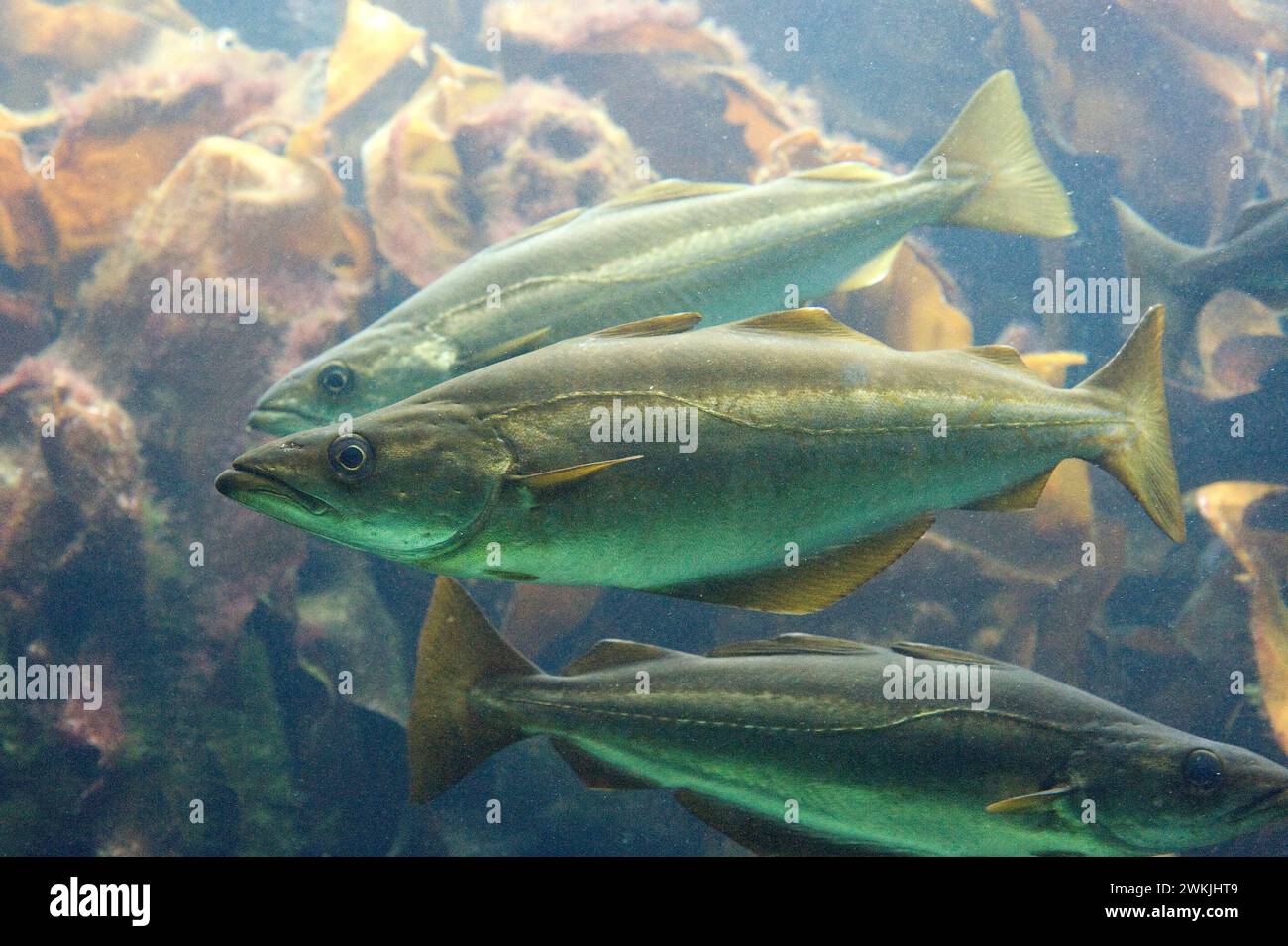 Atlantic pollock (Pollachius pollachius) is a marine fish native to ...