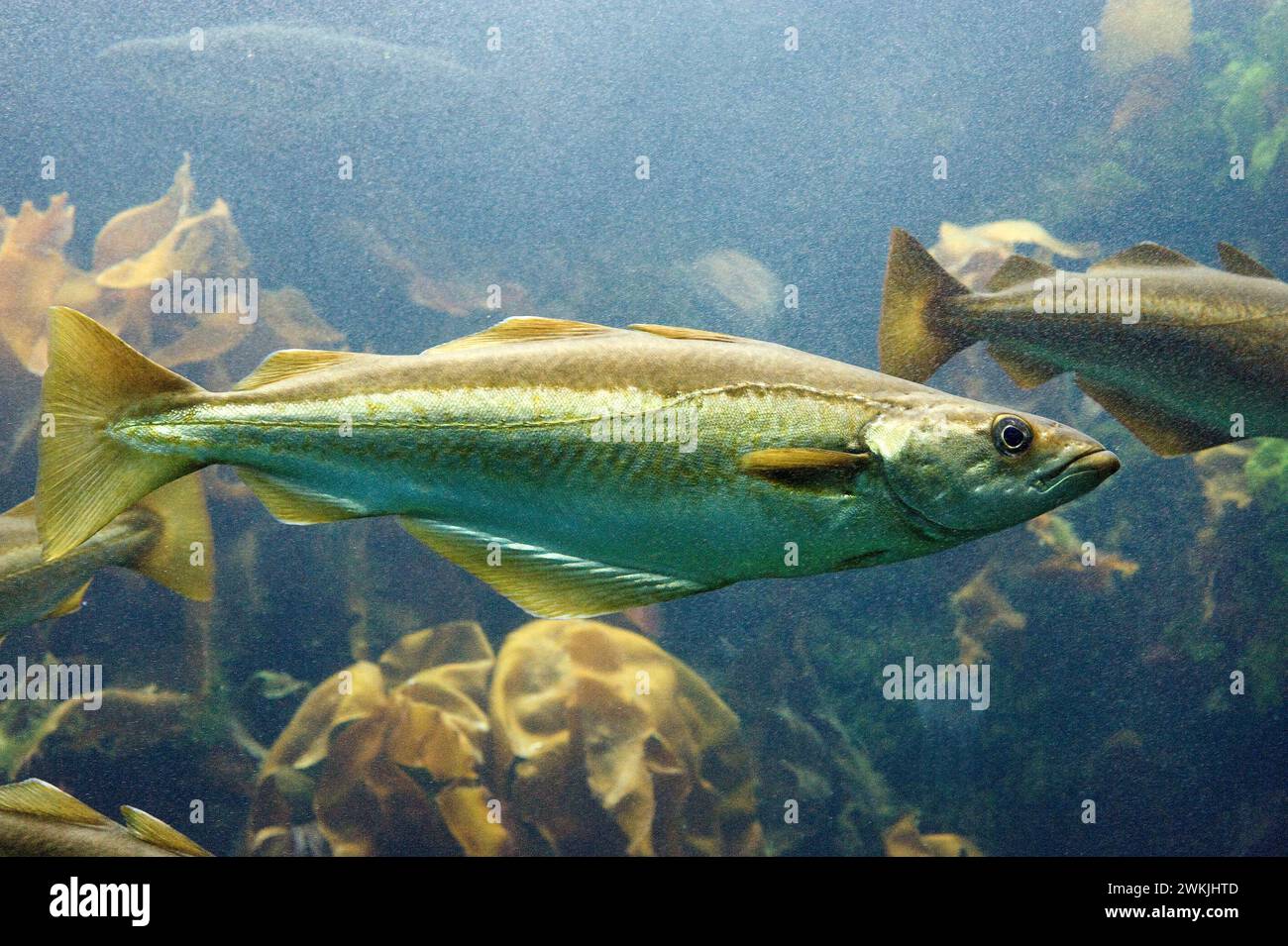 Atlantic pollock (Pollachius pollachius) is a marine fish native to ...