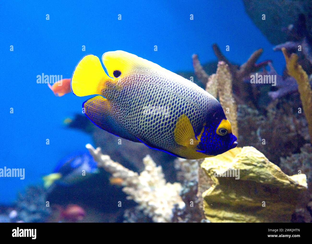 Blueface angelfish (Pomacanthus xanthometopus) is a marine fish native ...
