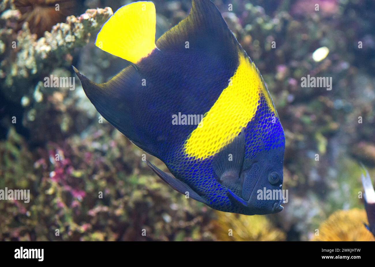 Arabian angelfish (Pomacanthus asfur) is a marine fish native to Red ...