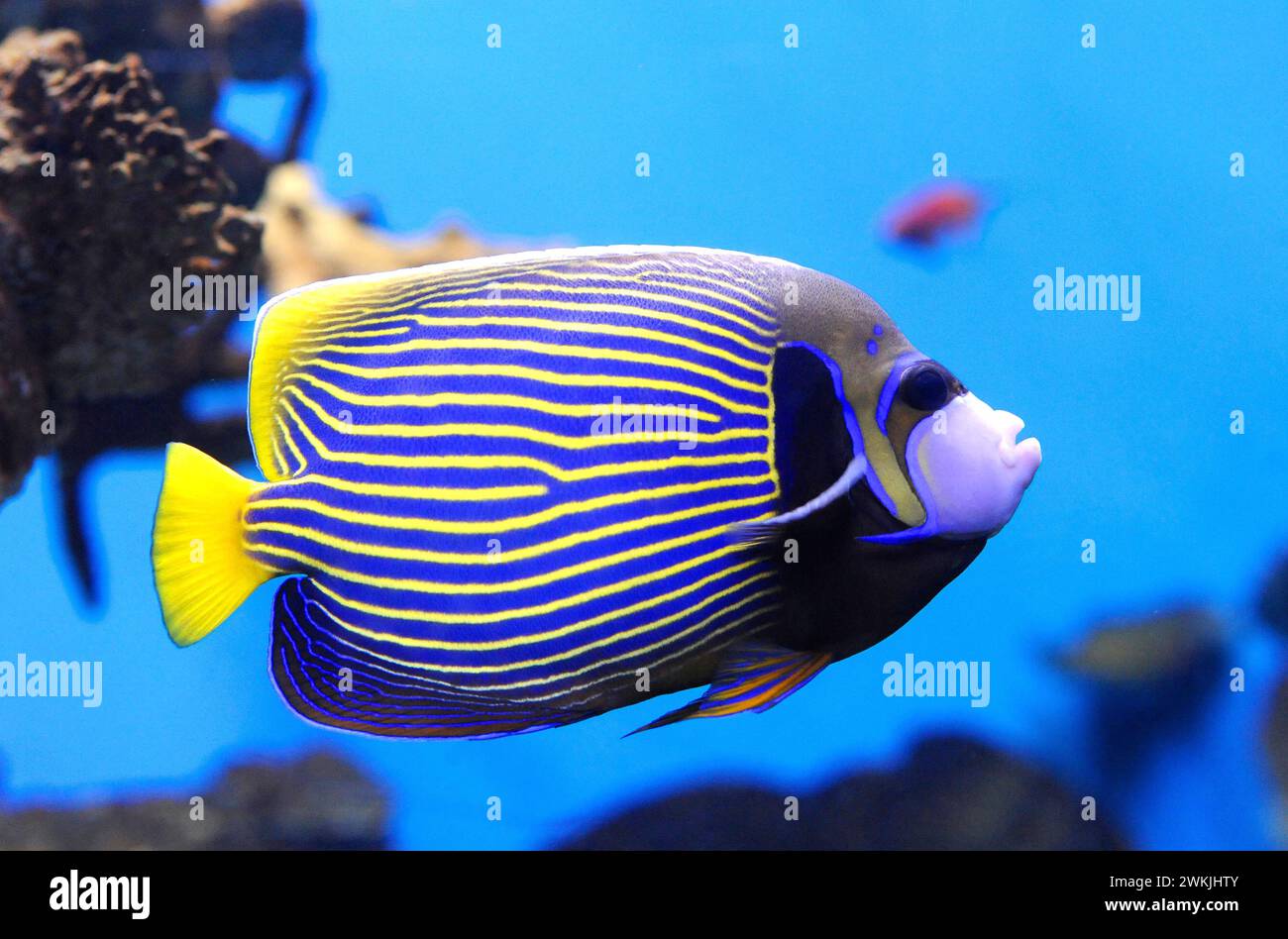 Emperor angelfish (Pomacanthus imperator) is a marine fish native to ...
