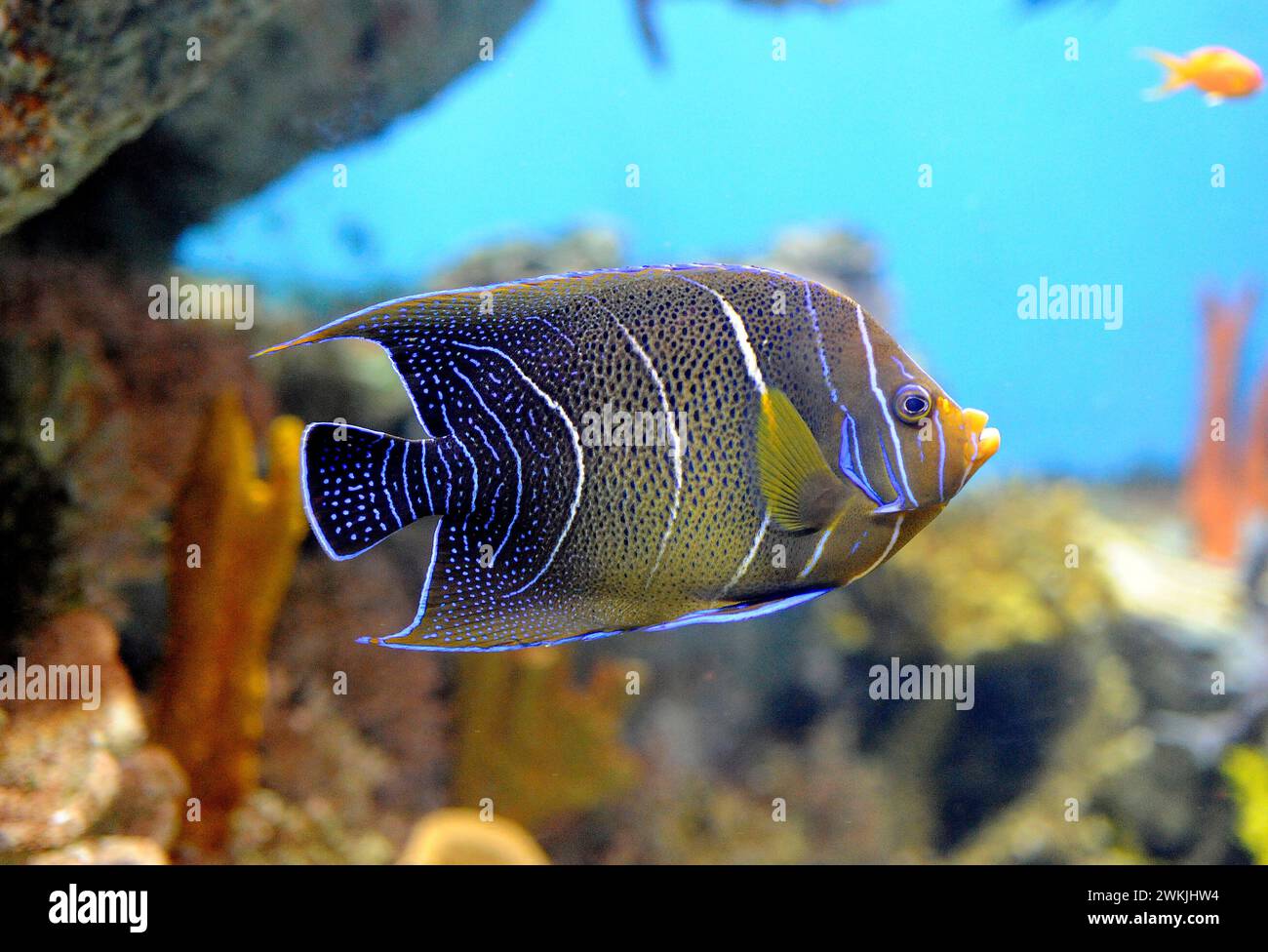 Semicircle angelfish (Pomacanthus semicirculatus) is a marine fish ...
