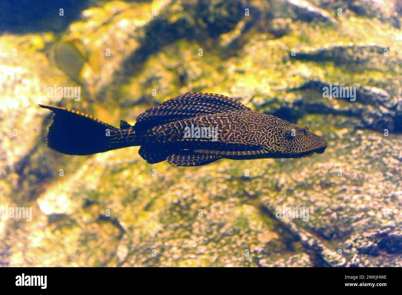 Orinoco river hi-res stock photography and images - Alamy