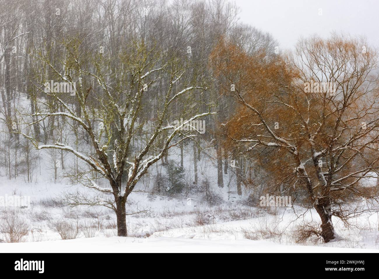 Rual winter landscape with snow dusting the leafless trees in Tennessee ...