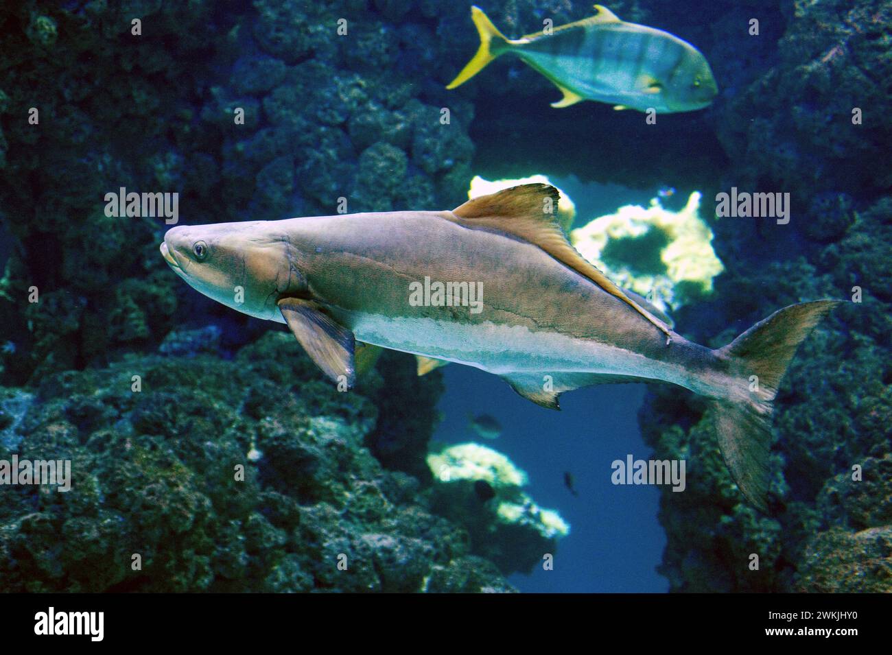 Cobia (Rachycentron canadum) is a marine fish native to temperate and ...