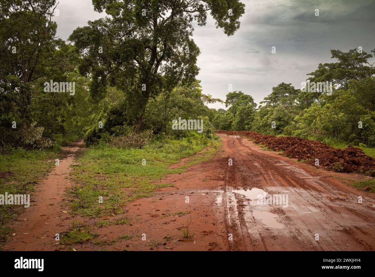 A red earth road after heavy rain through forest and wilderness near ...