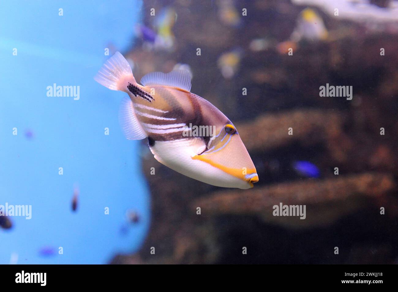 Lagoon triggerfish or Picasso triggerfish (Rhinecanthus aculeatus) is a ...