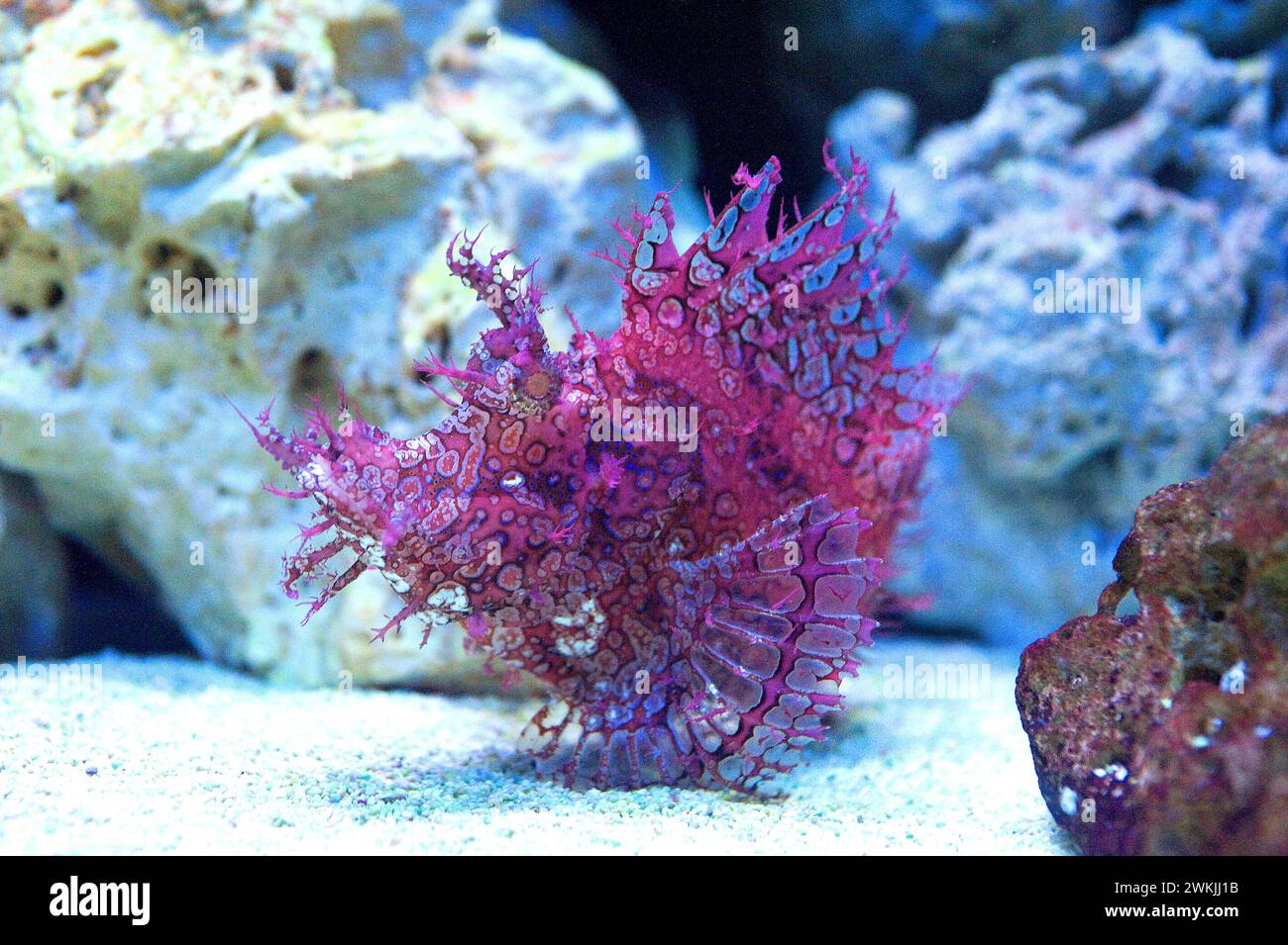 Weedy scorpionfish (Rhinopias frondosa) is a cryptic marine fish native ...