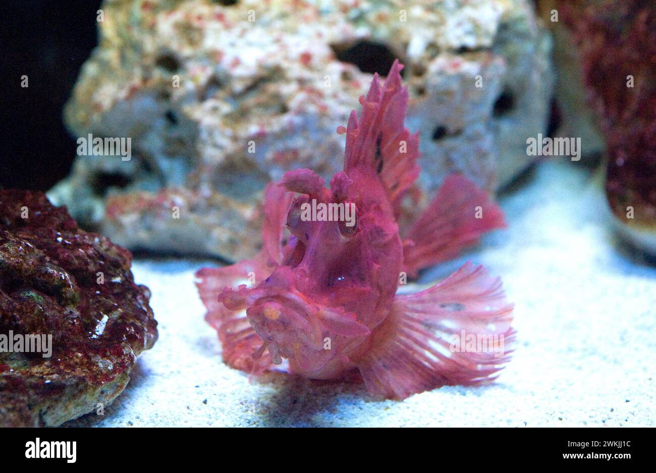 Eschmeyer's scorpionfish (Rhinopias eschmeyeri) is a cryptic marine ...
