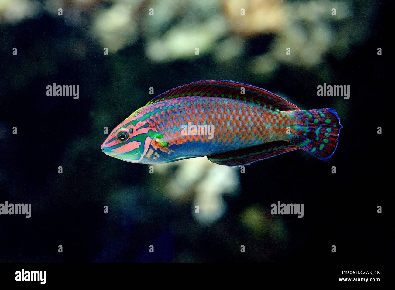 Striped parrotfish (Scarus iseri) is a marine fish native to Gulf of ...