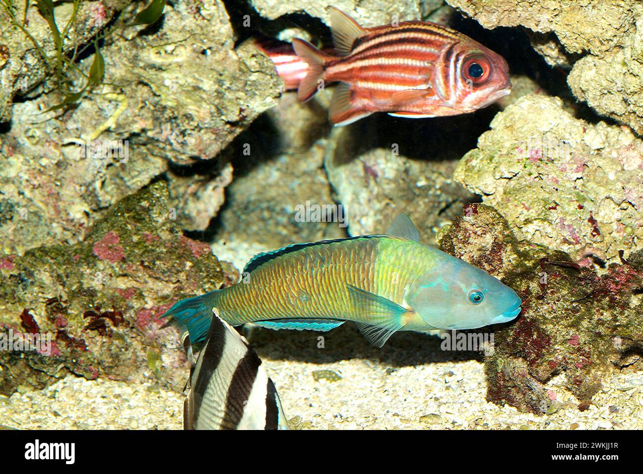 Daisy parrotfish (Scarus sordidus or Chlorurus sordidus) is a marine ...