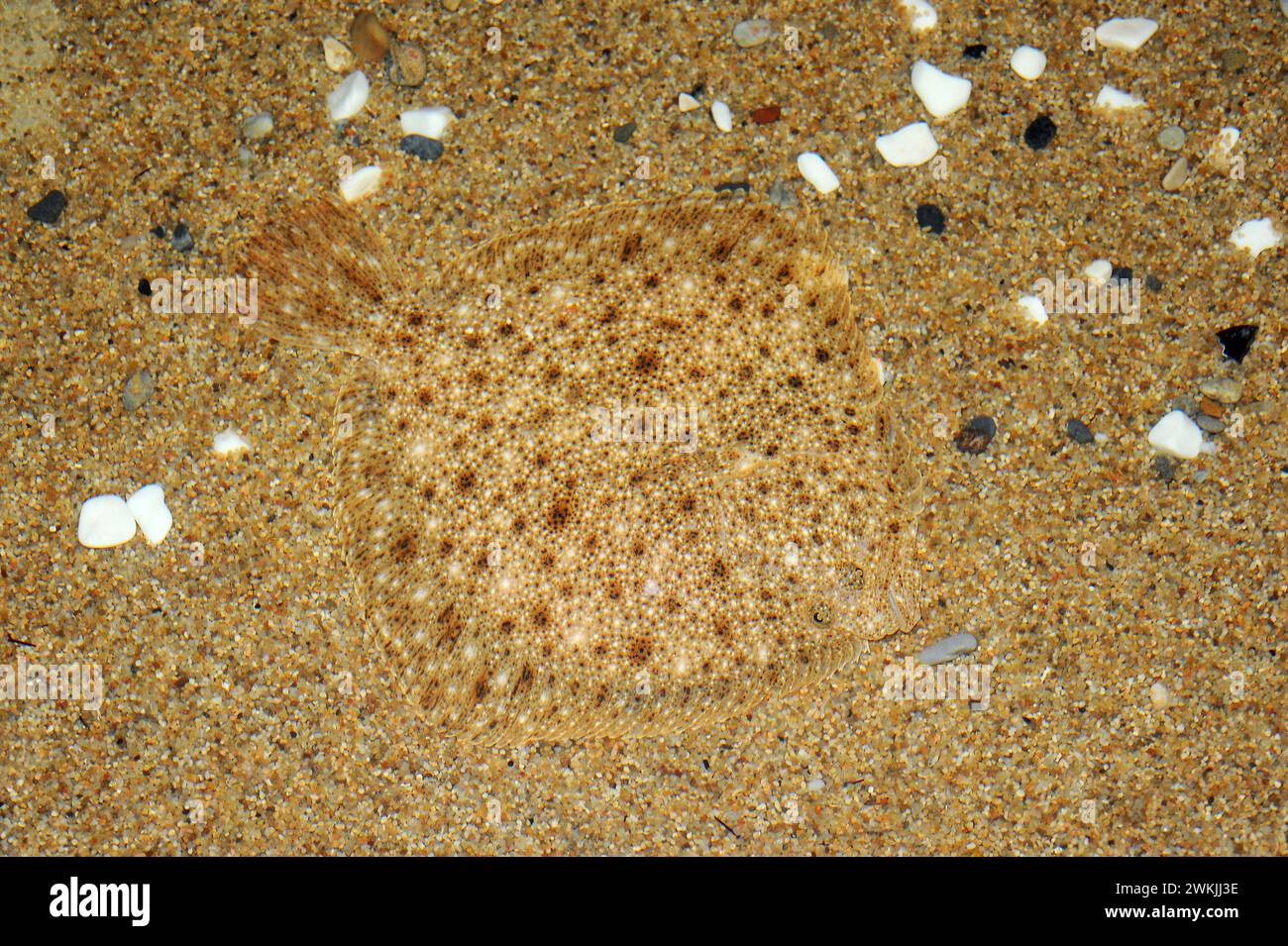 Brill (Scophthalmus rhombus) is a flat marine fish native to ...