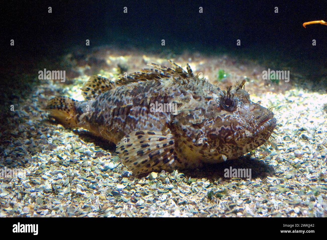 Cabra roquera hi-res stock photography and images - Alamy