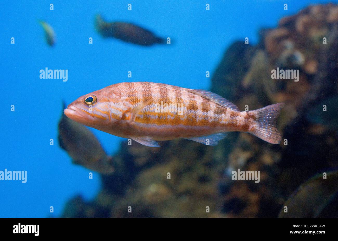 Comber (Serranus cabrilla) is a marine fish native to Mediterranean Sea ...