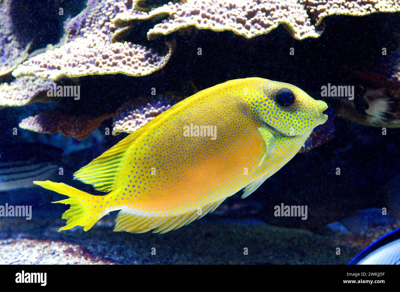 Bluespotted rabbitfish hi-res stock photography and images - Alamy