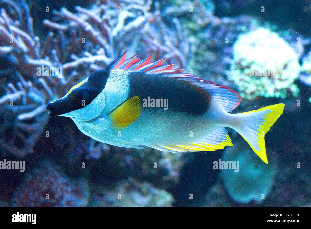 Magnifiscent rabbitfish (Siganus magnificus) is a marine fish native to ...