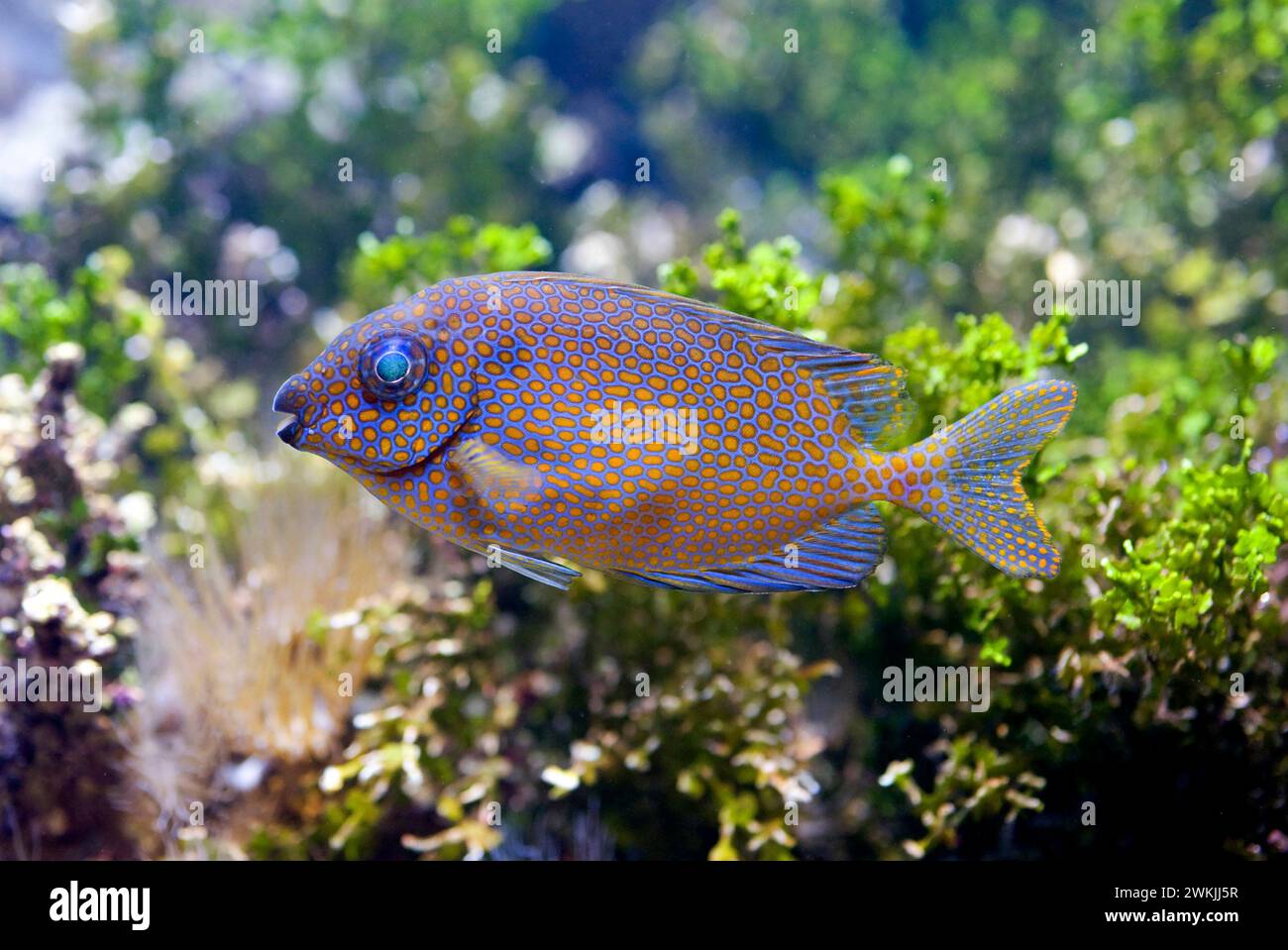 Gold-spotted rabbitfish (Siganus punctatus) is a marine fish native to ...