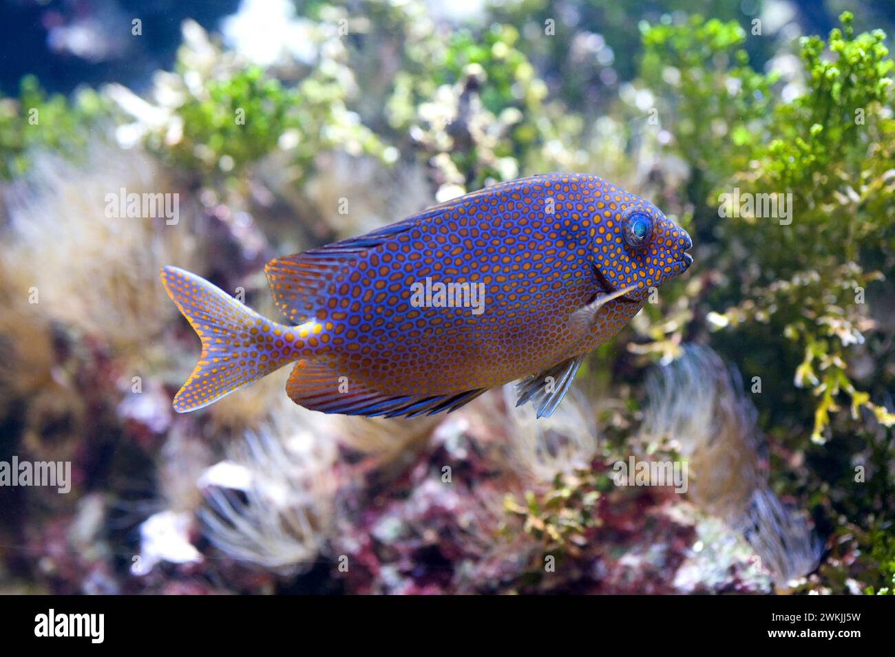 Gold-spotted rabbitfish (Siganus punctatus) is a marine fish native to ...