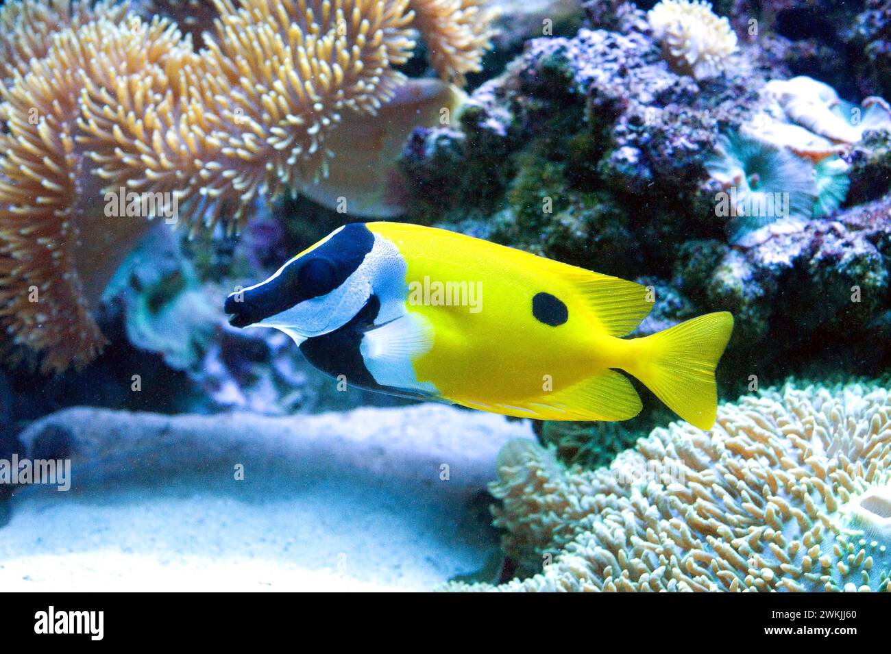 Blotched fox-face (Siganus unimaculatus) is a marine fish native to ...