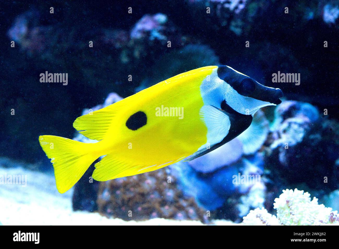 Blotched fox-face (Siganus unimaculatus) is a marine fish native to ...