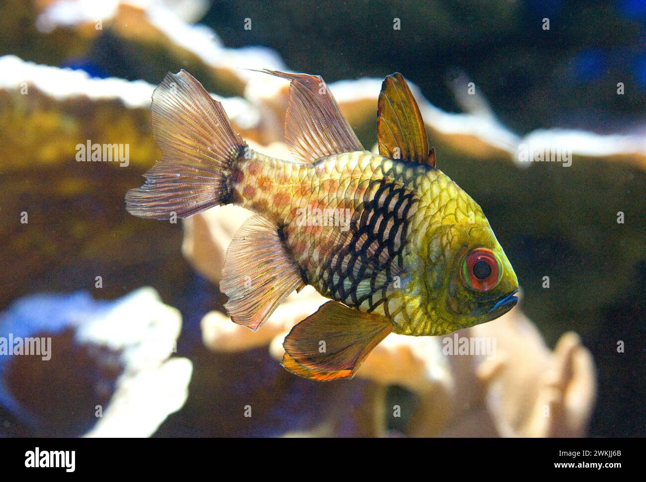 Pajama cardinalfish (Sphaeramia nematoptera) is a marine fish native to ...