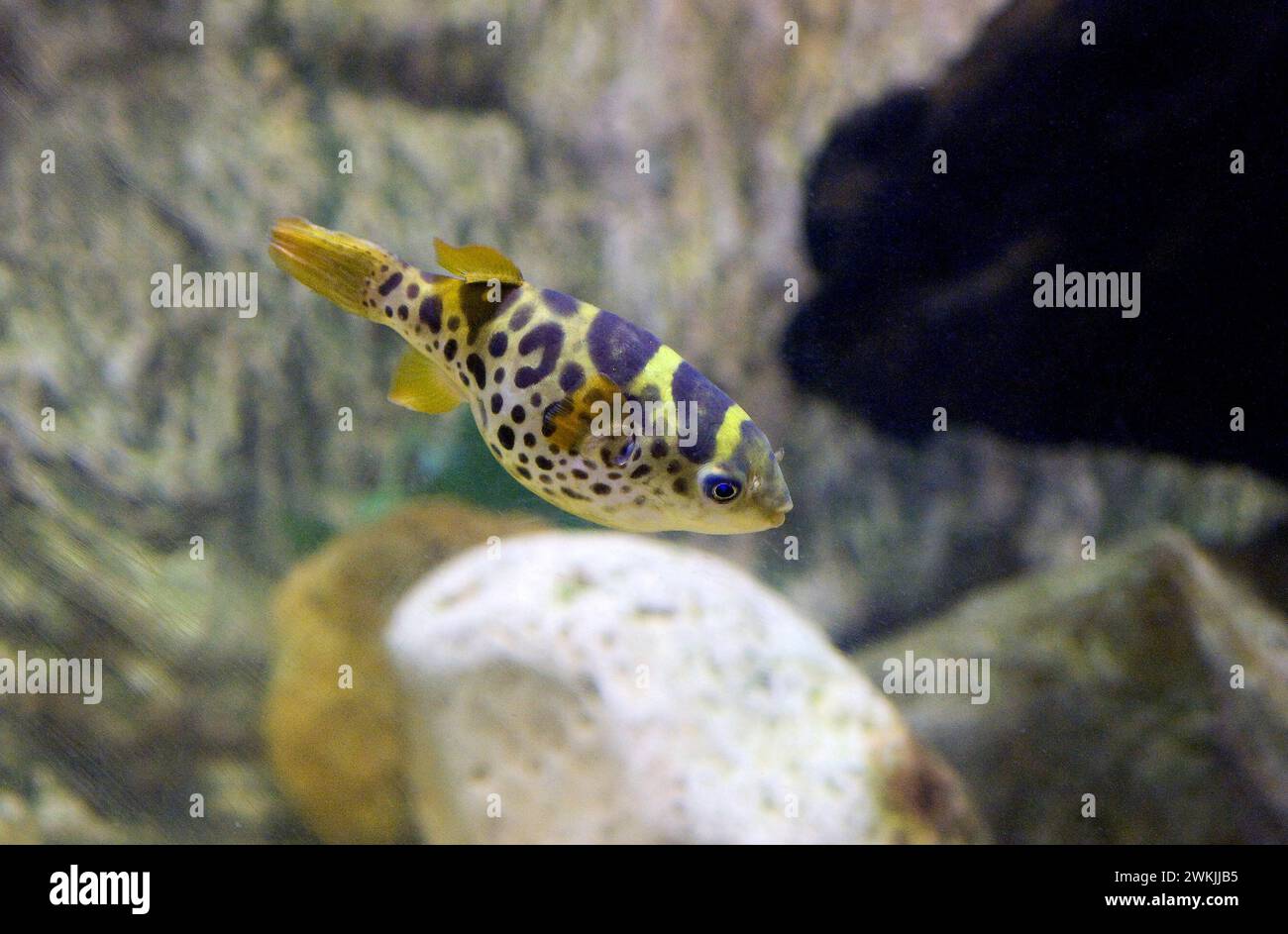 Pufferfish (Tetraodon schoutedeni) is a fresh water fish native to ...