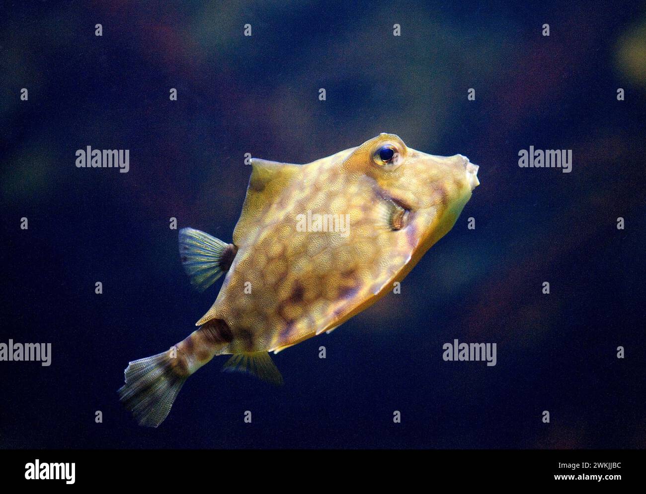 Tropical fish in the mediterranean hi-res stock photography and images ...