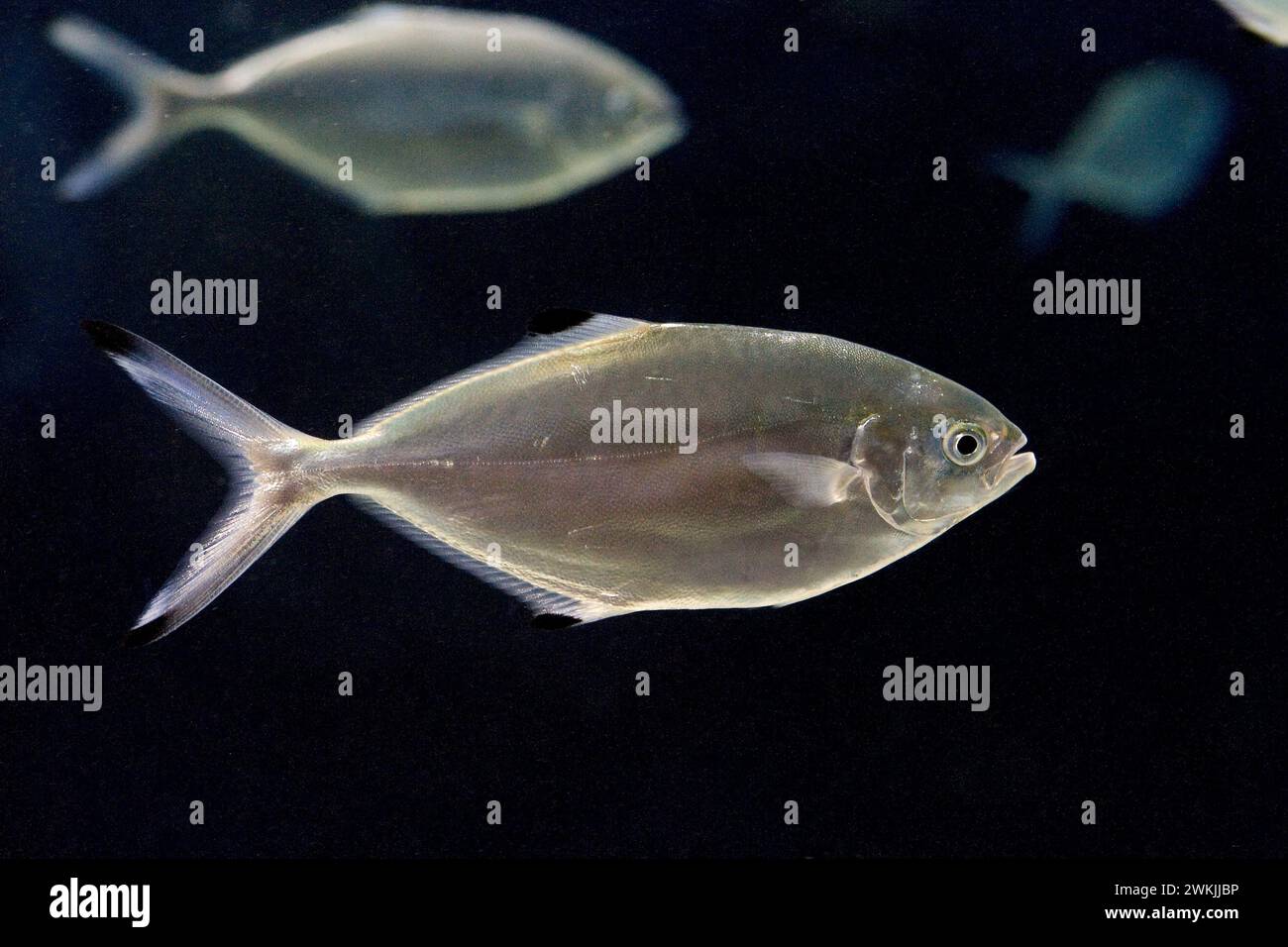 Pompano or silverfish (Trachinotus ovatus) is a marine fish native to ...