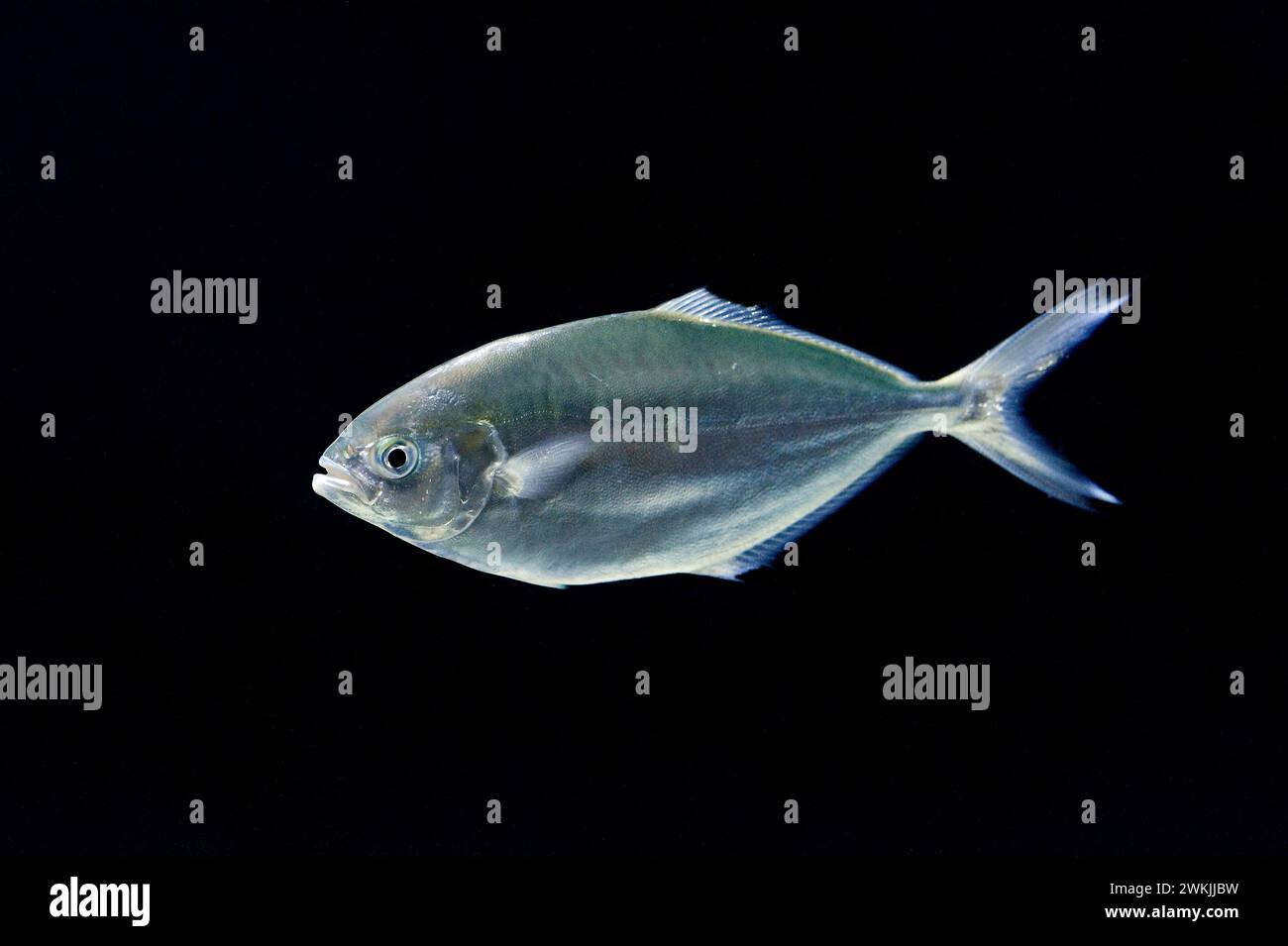 Pompano or silverfish (Trachinotus ovatus) is a marine fish native to ...