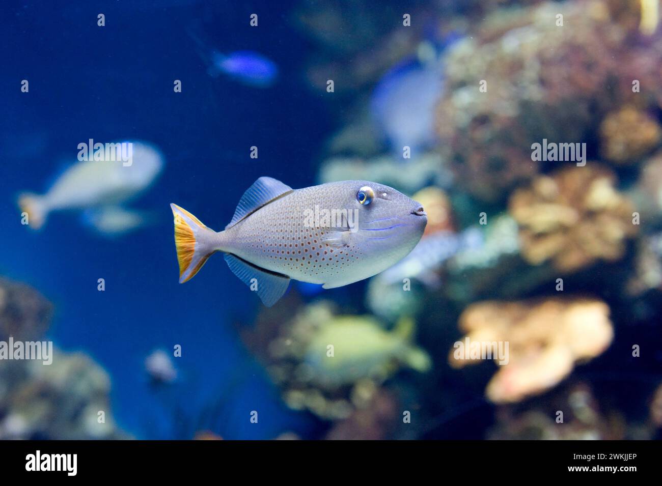 Sargassum triggerfish (Xanthichthys ringens) is a marine fish native to ...
