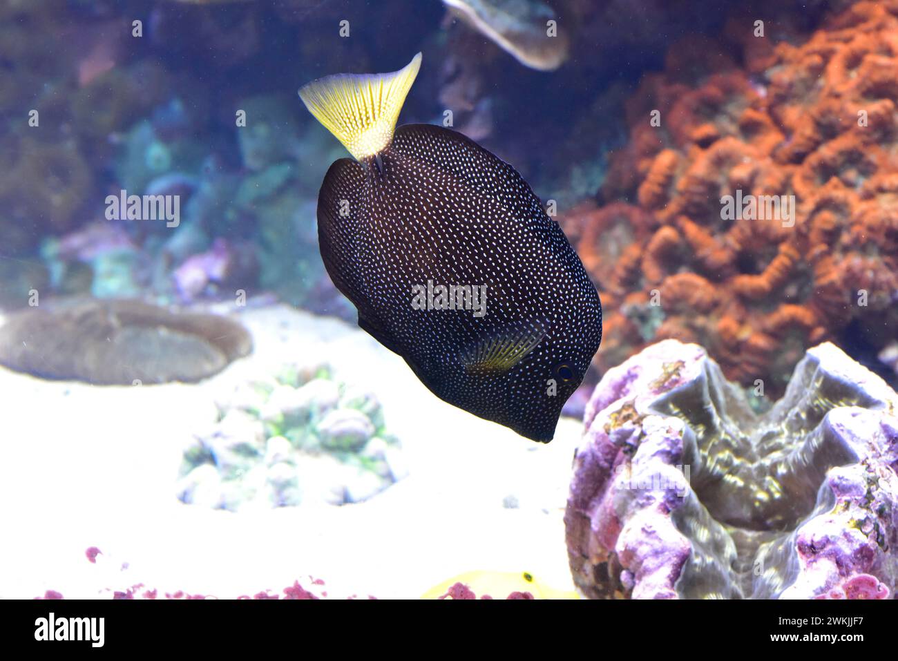 Gem tang (Zebrasoma gemmatum) is a marine fish native to western Indian ...