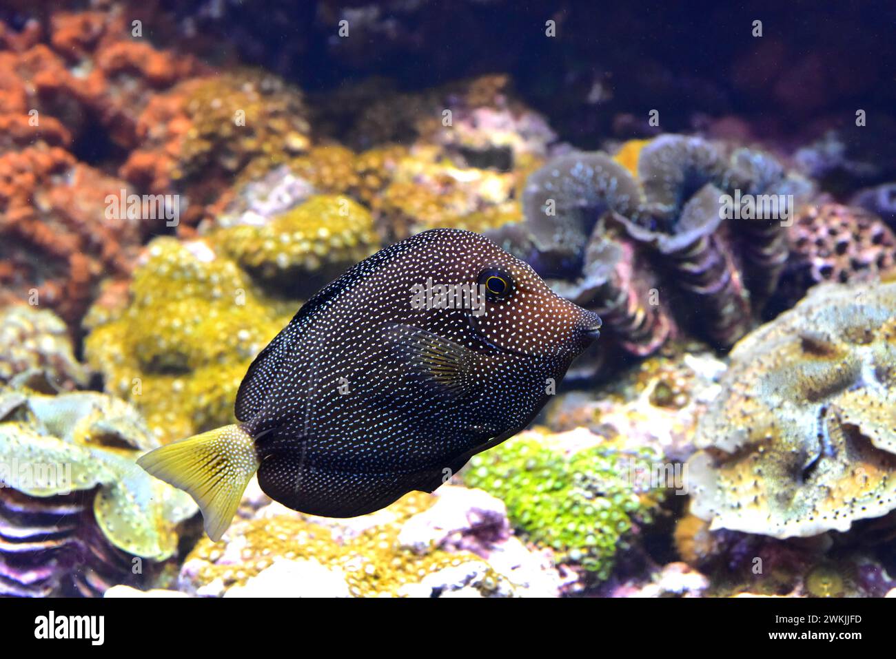 Gem tang (Zebrasoma gemmatum) is a marine fish native to western Indian ...