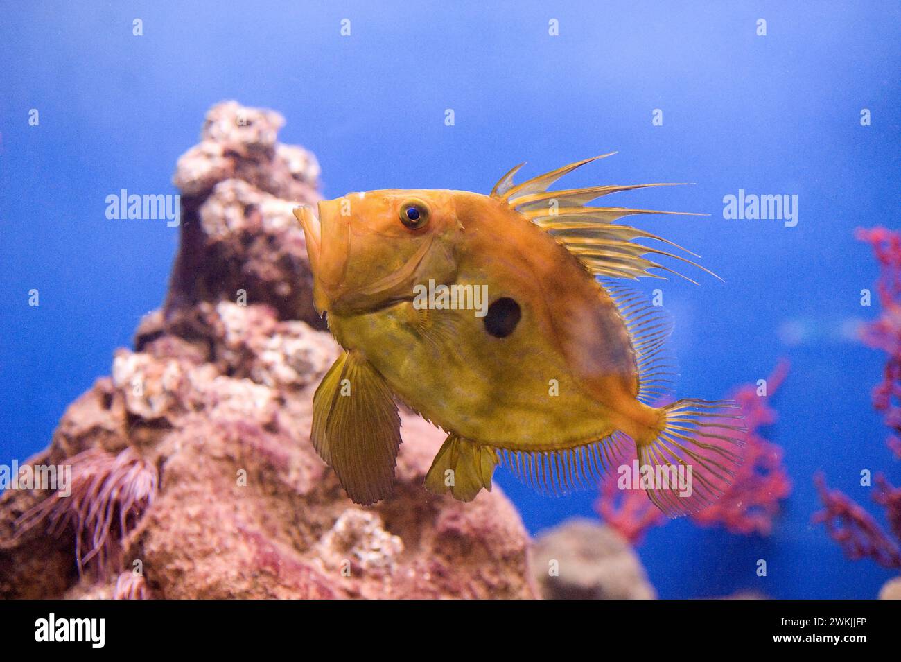 John Dory, Peter's fish or St. Pierre (Zeus faber) is a marine fish ...