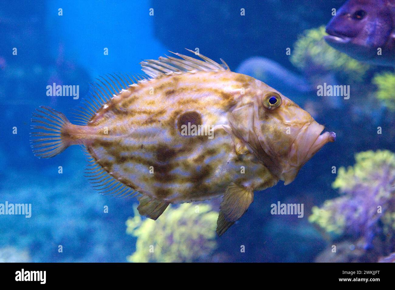 Pez de australia hi-res stock photography and images - Alamy