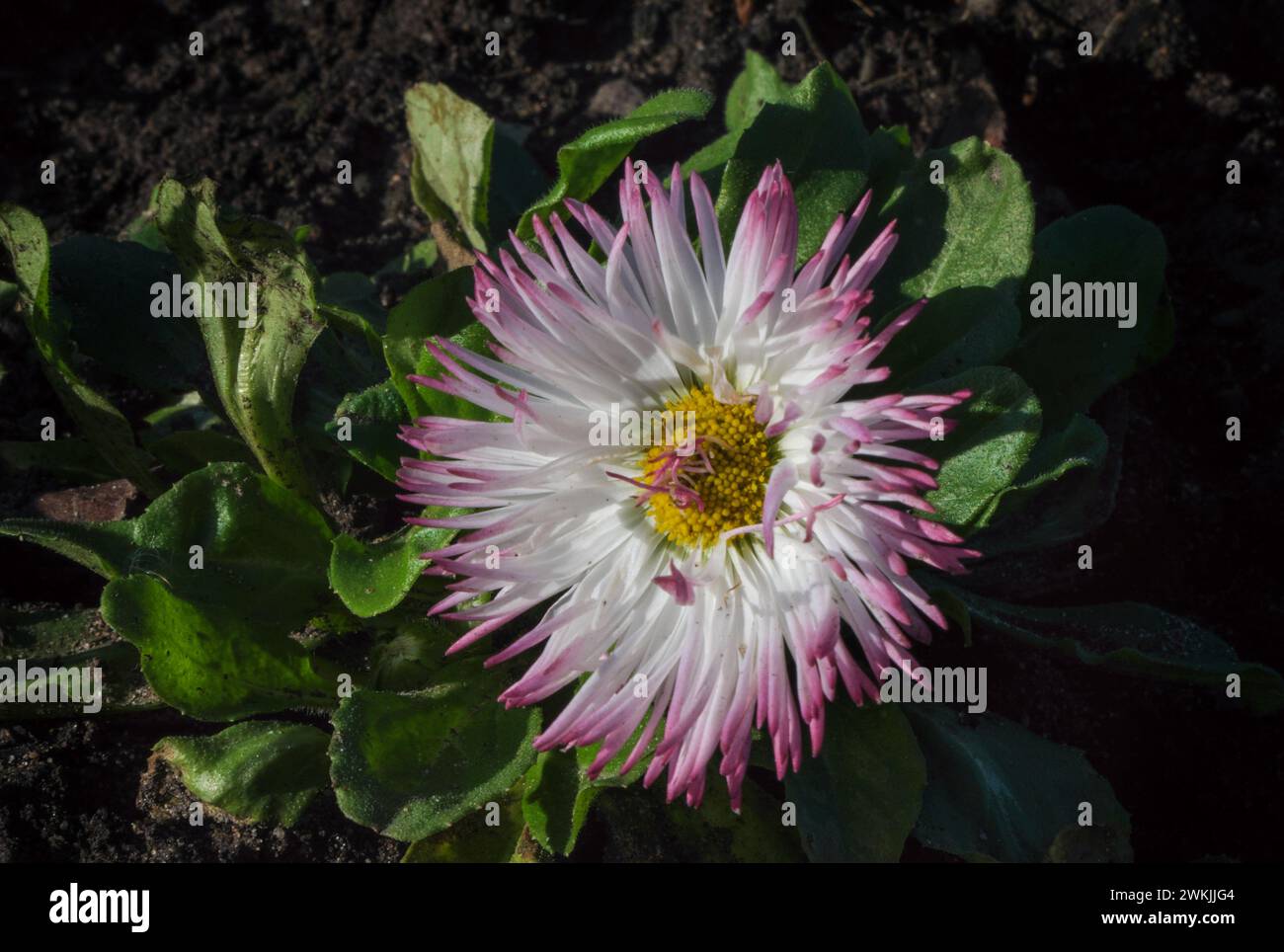 River idle retford hi-res stock photography and images - Alamy