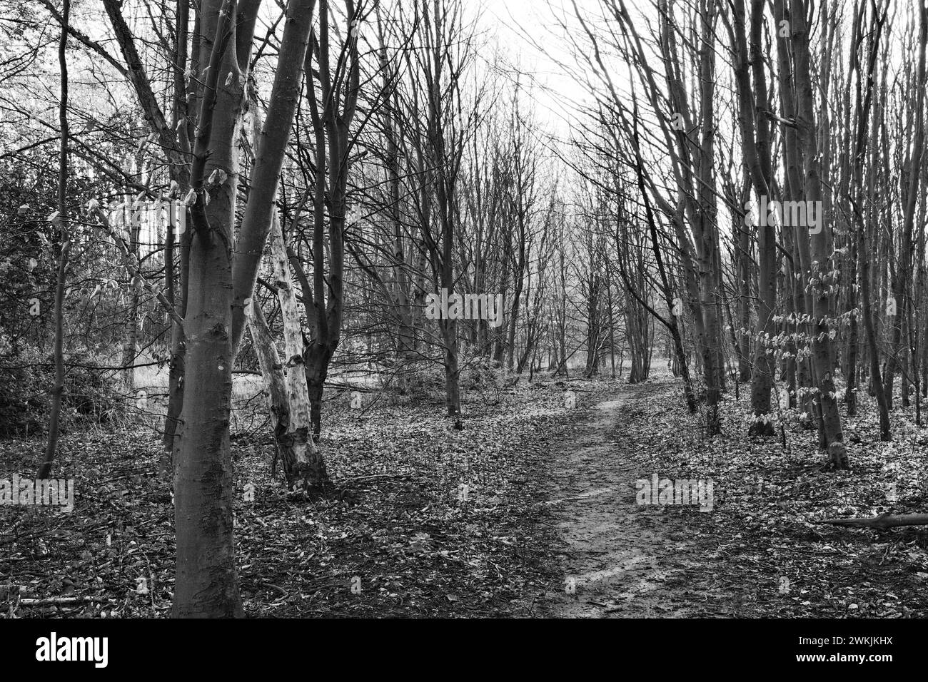 Tropical garden path Black and White Stock Photos & Images - Alamy