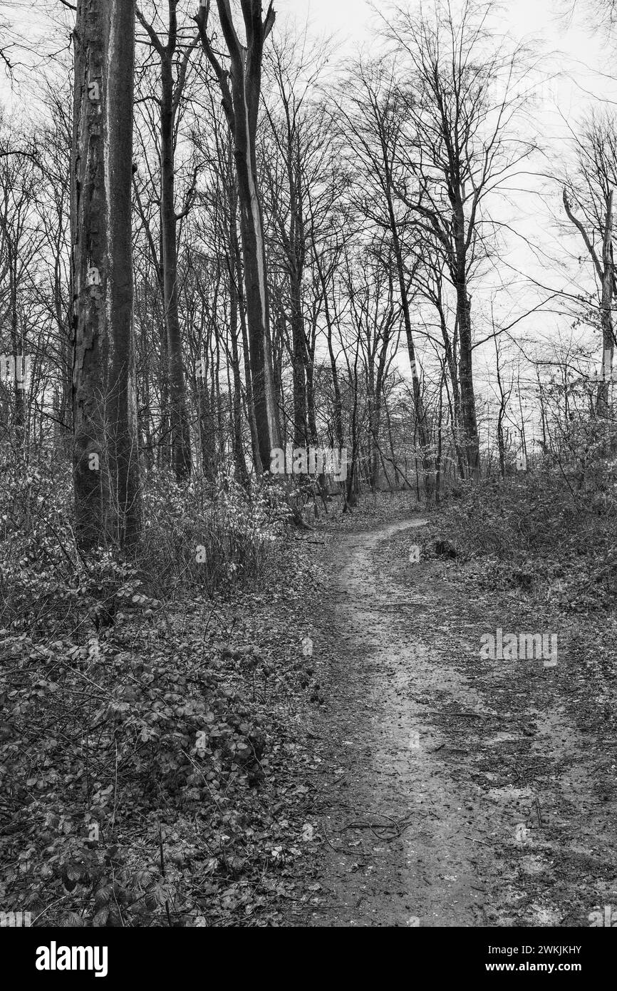 Tropical garden path Black and White Stock Photos & Images - Alamy
