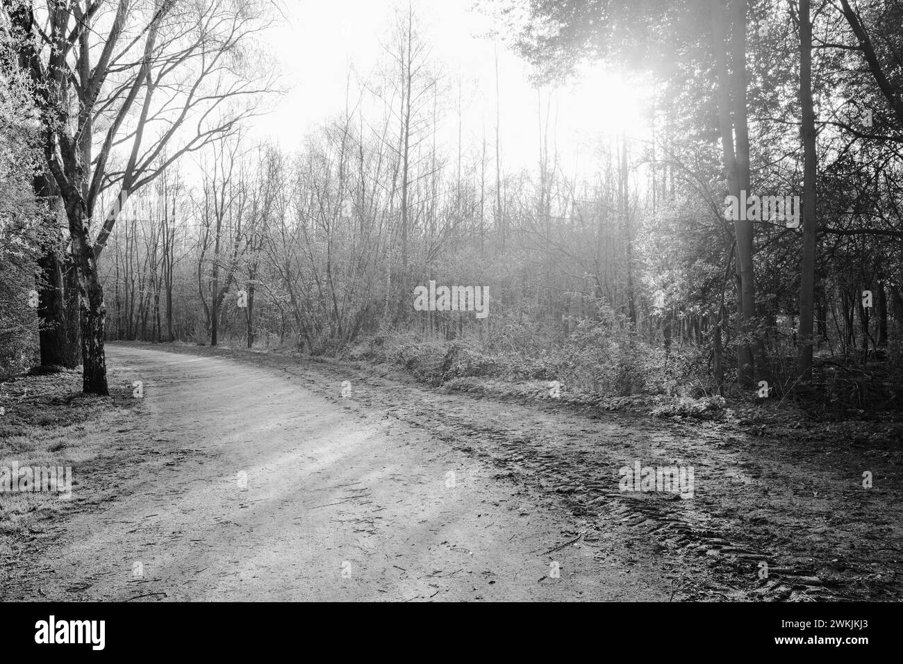 Tropical garden path Black and White Stock Photos & Images - Alamy