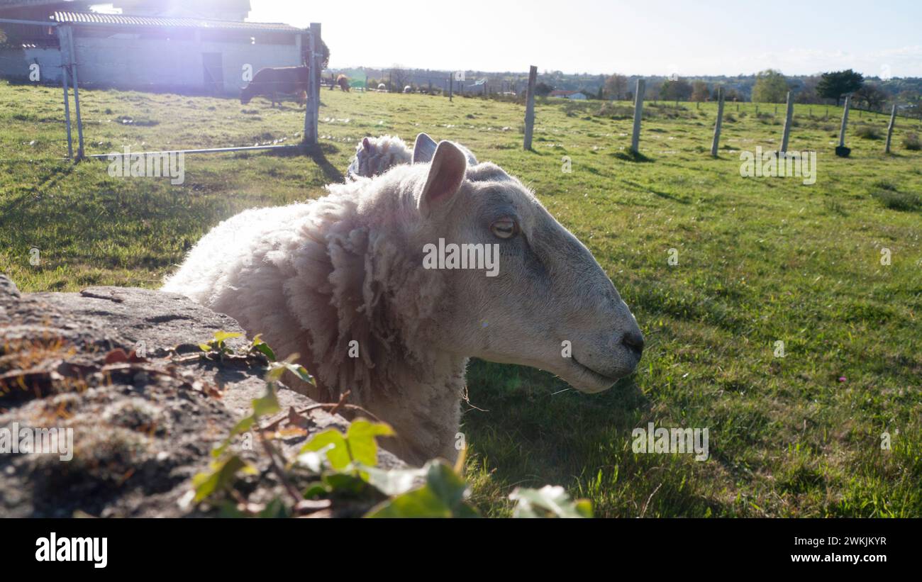 White wooly sheep in a ranch Stock Photo - Alamy