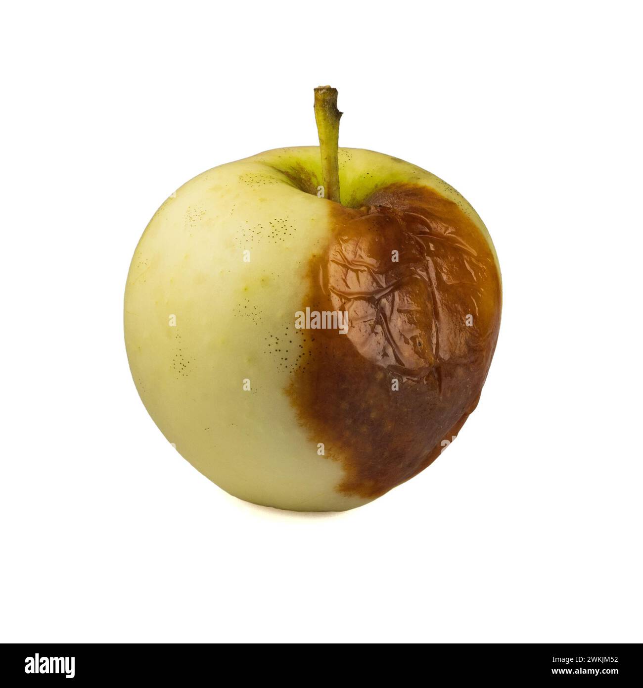 Bad apples, rotten fruit A rotten apple. Isolated in white background ...